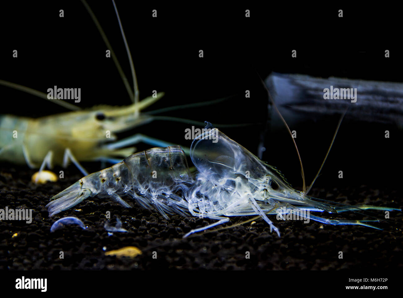 Crevette d'géant ( Macrobrachium rosenbergii ) jeunes crevettes muent ...