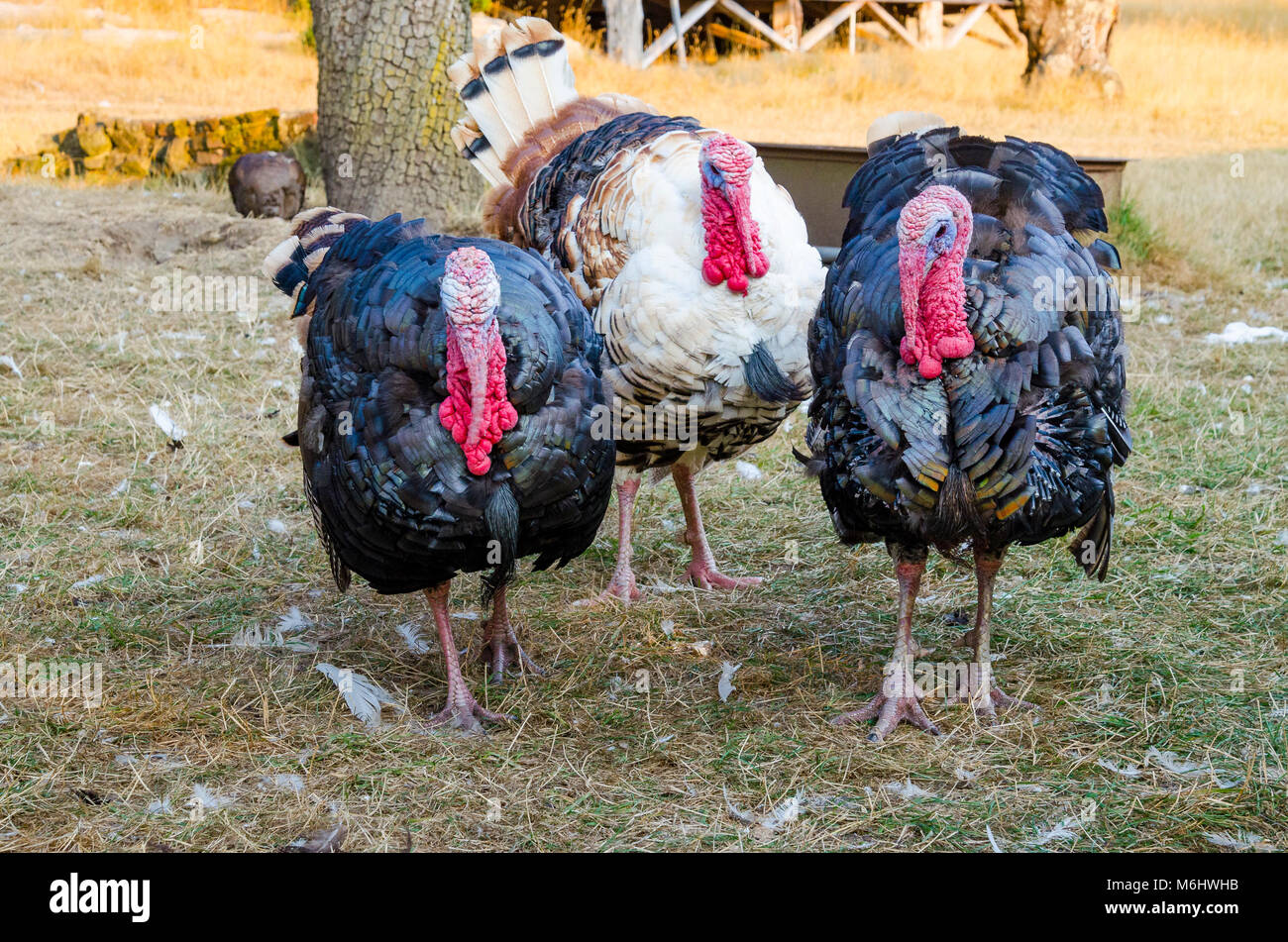 Dindes de ferme Banque de photographies et d’images à haute résolution ...