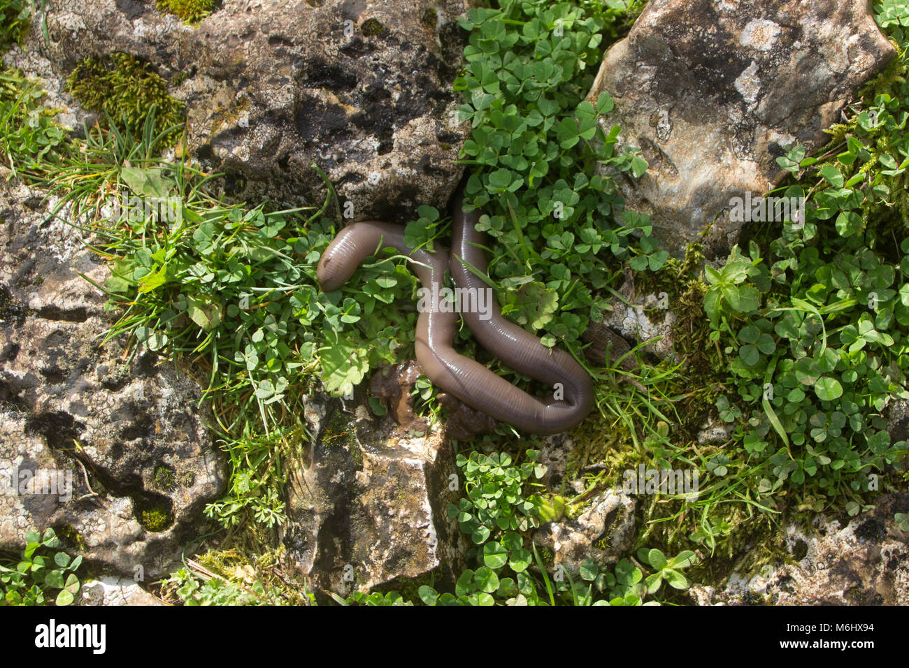 Ver de terre géant Banque de photographies et d’images à haute ...