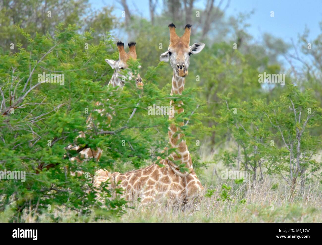 Giraffe lying Banque de photographies et d’images à haute résolution ...