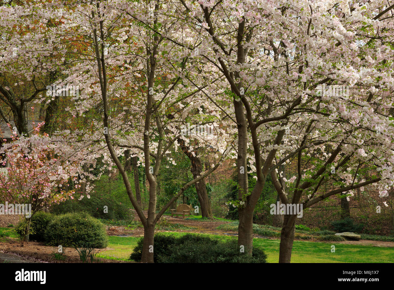 Prunus tilstone hellfire Banque de photographies et d’images à haute ...