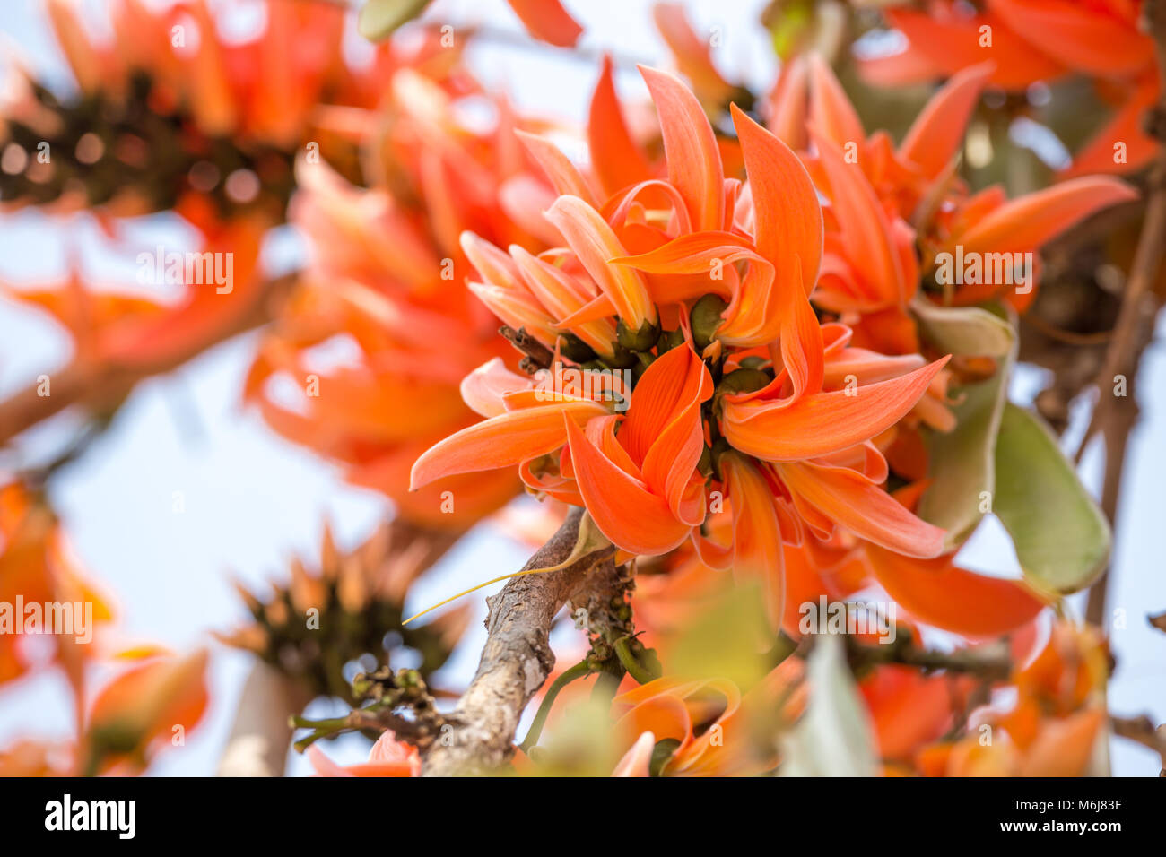Monosperma Butea est une espèce de Butea originaire de régions ...