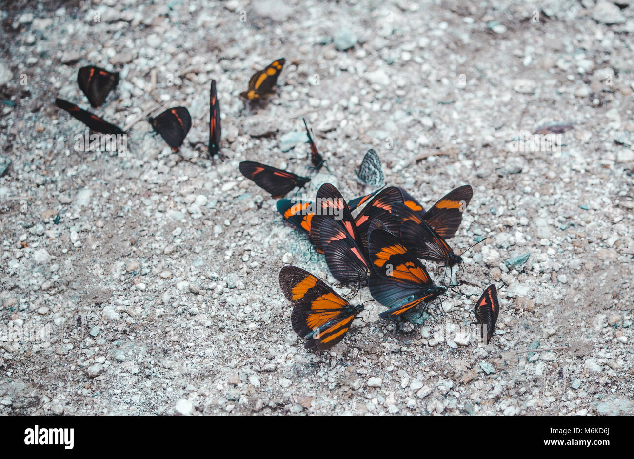 Nuée de papillons photo | caragency.fr