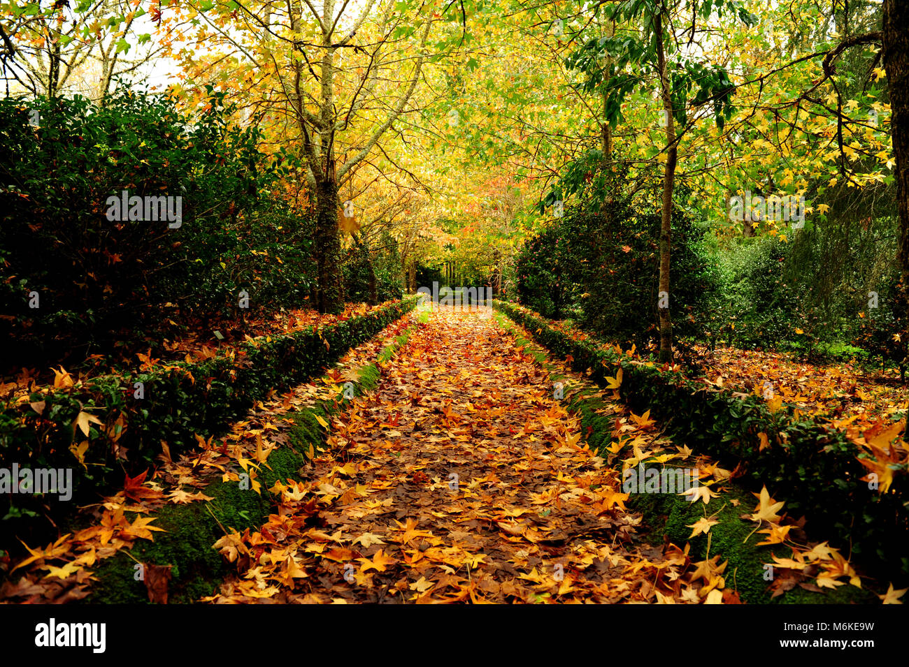 Feuilles de platane Banque de photographies et d’images à haute ...