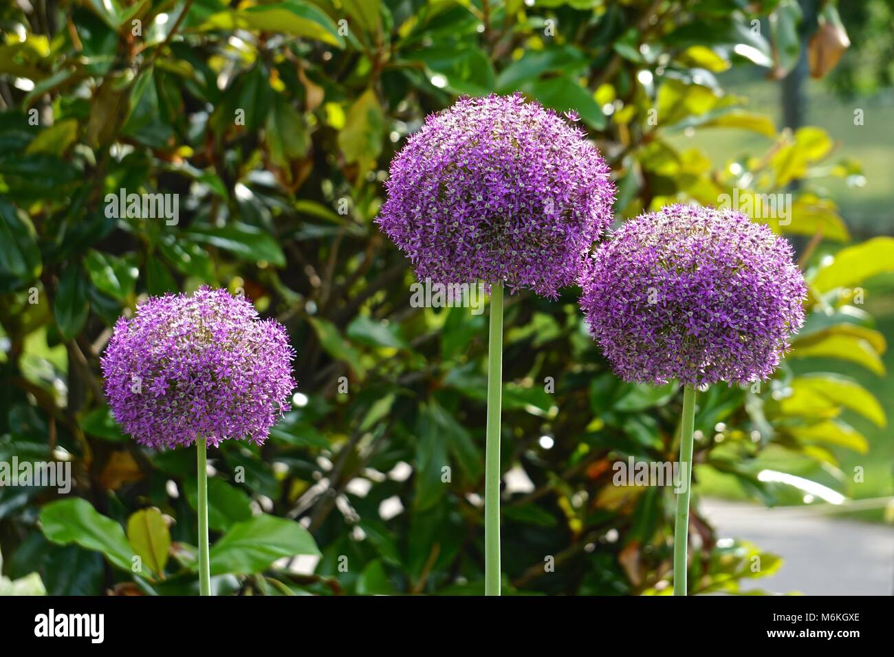 Randalls island Banque de photographies et d’images à haute résolution ...
