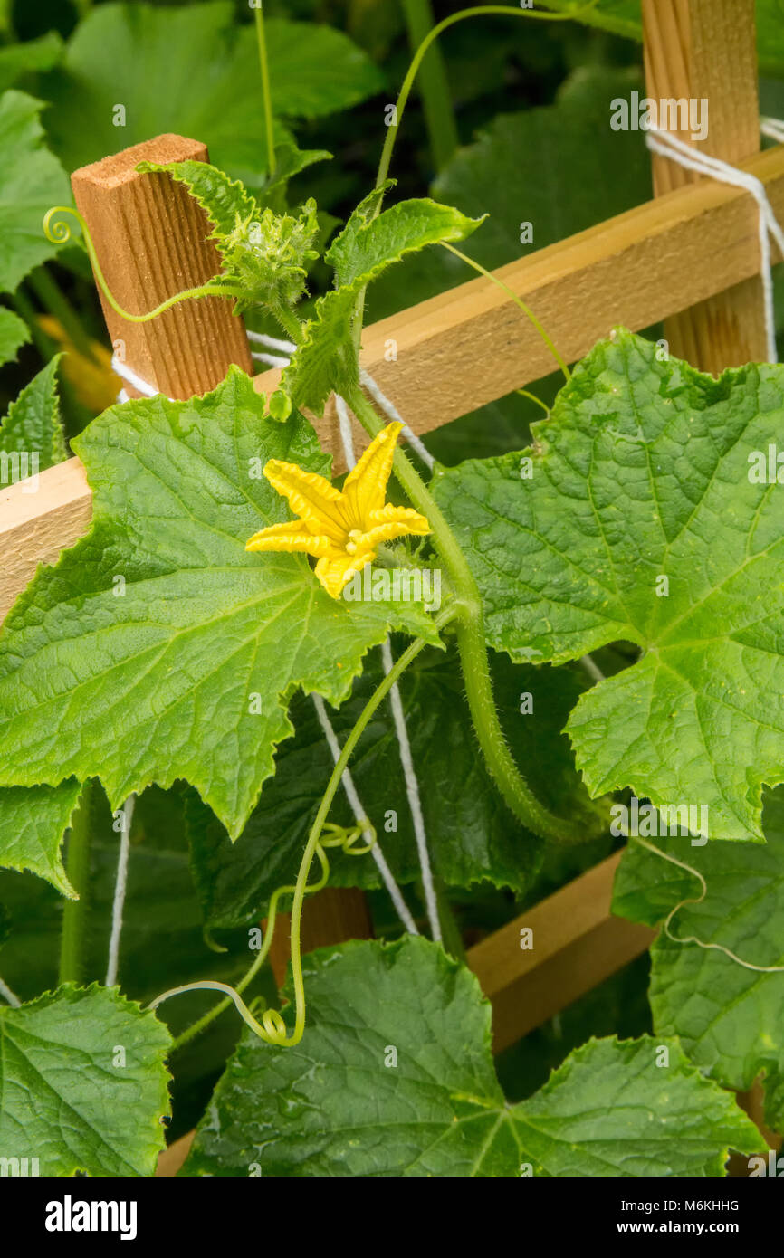 Plante de courgette romanesco Banque de photographies et d’images à ...