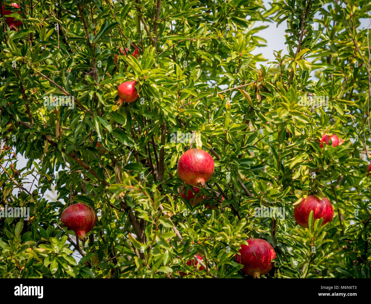 Grenade qui pousse sur un arbre Banque de photographies et d’images à ...