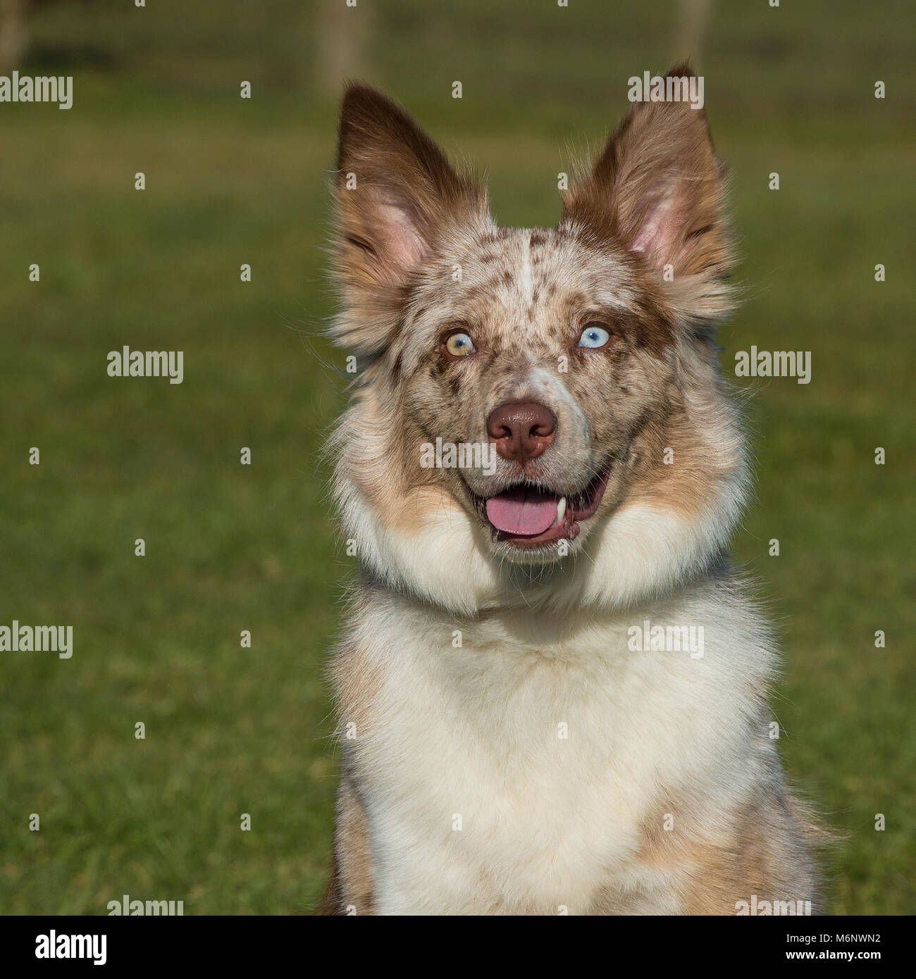 Border Collie merle rouge Photo Stock - Alamy