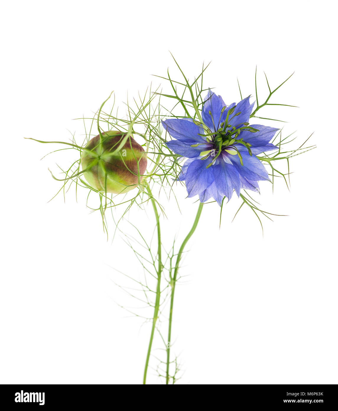 Nigella sativa fleur des jardins Banque de photographies et d’images à ...