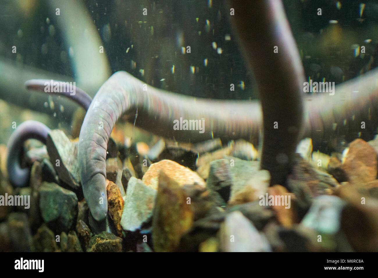 Typhlonectes natans Banque de photographies et d’images à haute ...