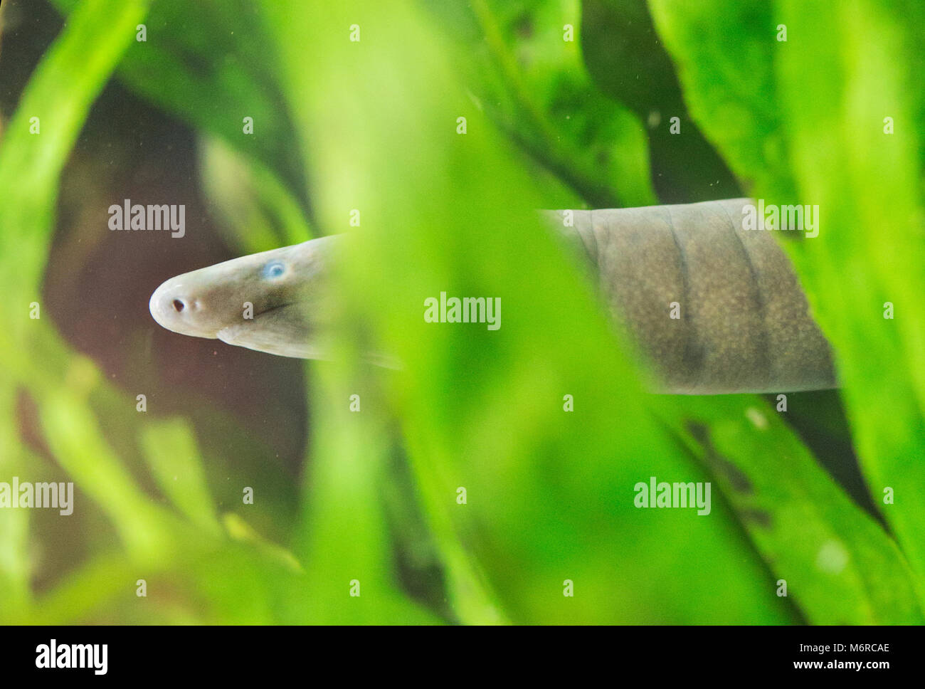 Typhlonectes natans Banque de photographies et d’images à haute ...