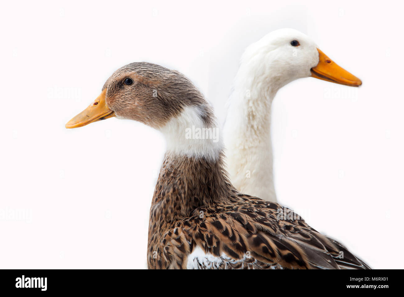 Gros canard Banque de photographies et d’images à haute résolution - Alamy
