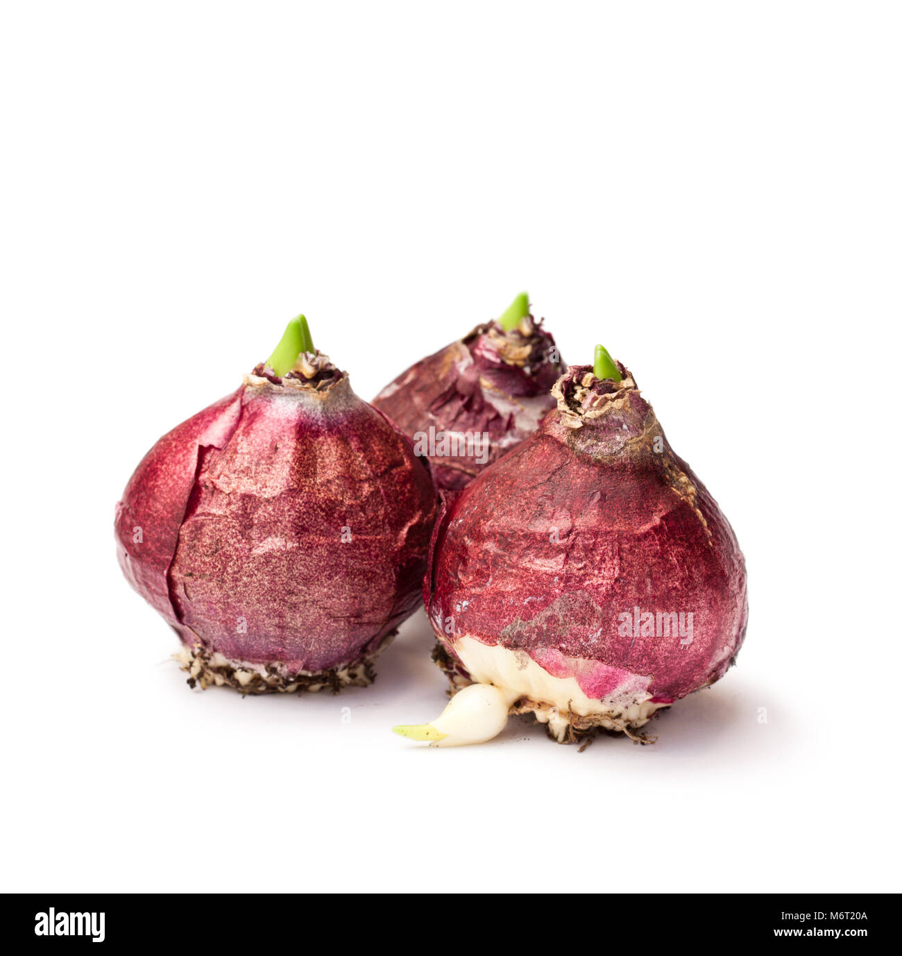 Jacinthe racine Banque d'images détourées - Alamy