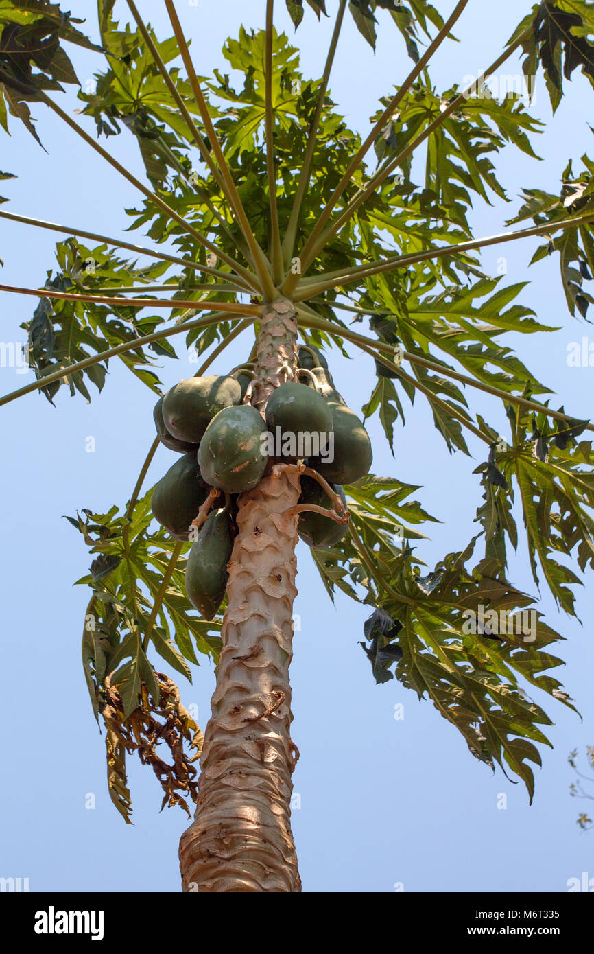 Papaya plants agriculture Banque de photographies et d’images à haute ...