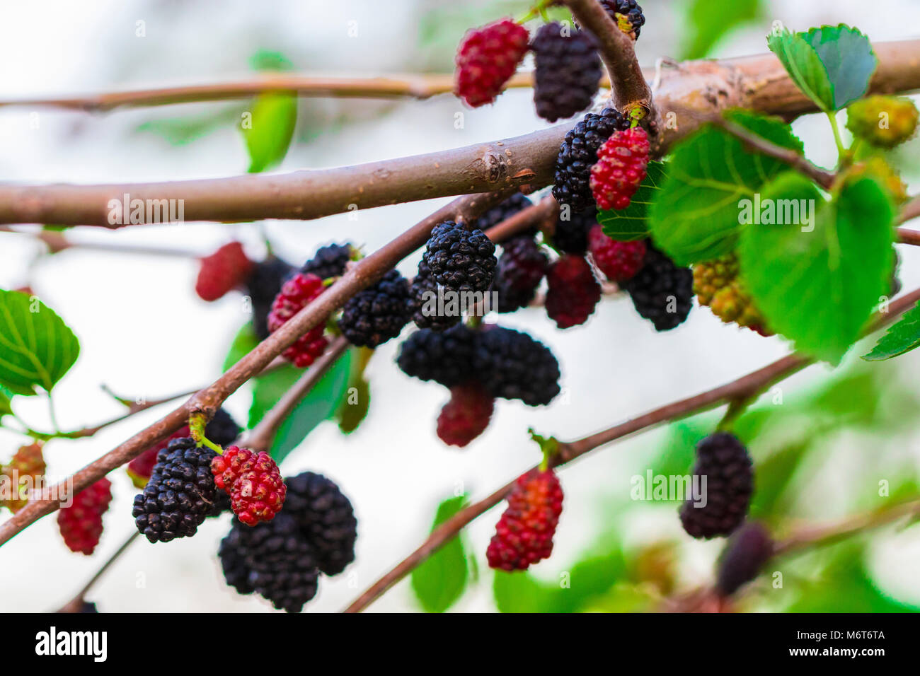 Mûrier noir , frais et mûrs non mûres rouges mûres sur la branche Photo ...
