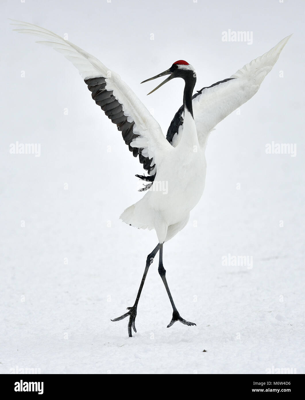 Japanese crane Banque de photographies et d’images à haute résolution ...