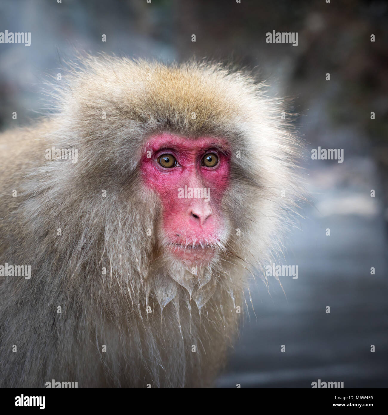Macaque onsen Banque de photographies et d’images à haute résolution ...