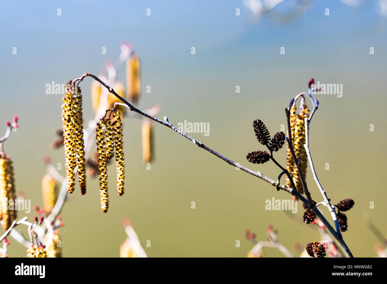 Pin miniature Banque de photographies et d’images à haute résolution ...