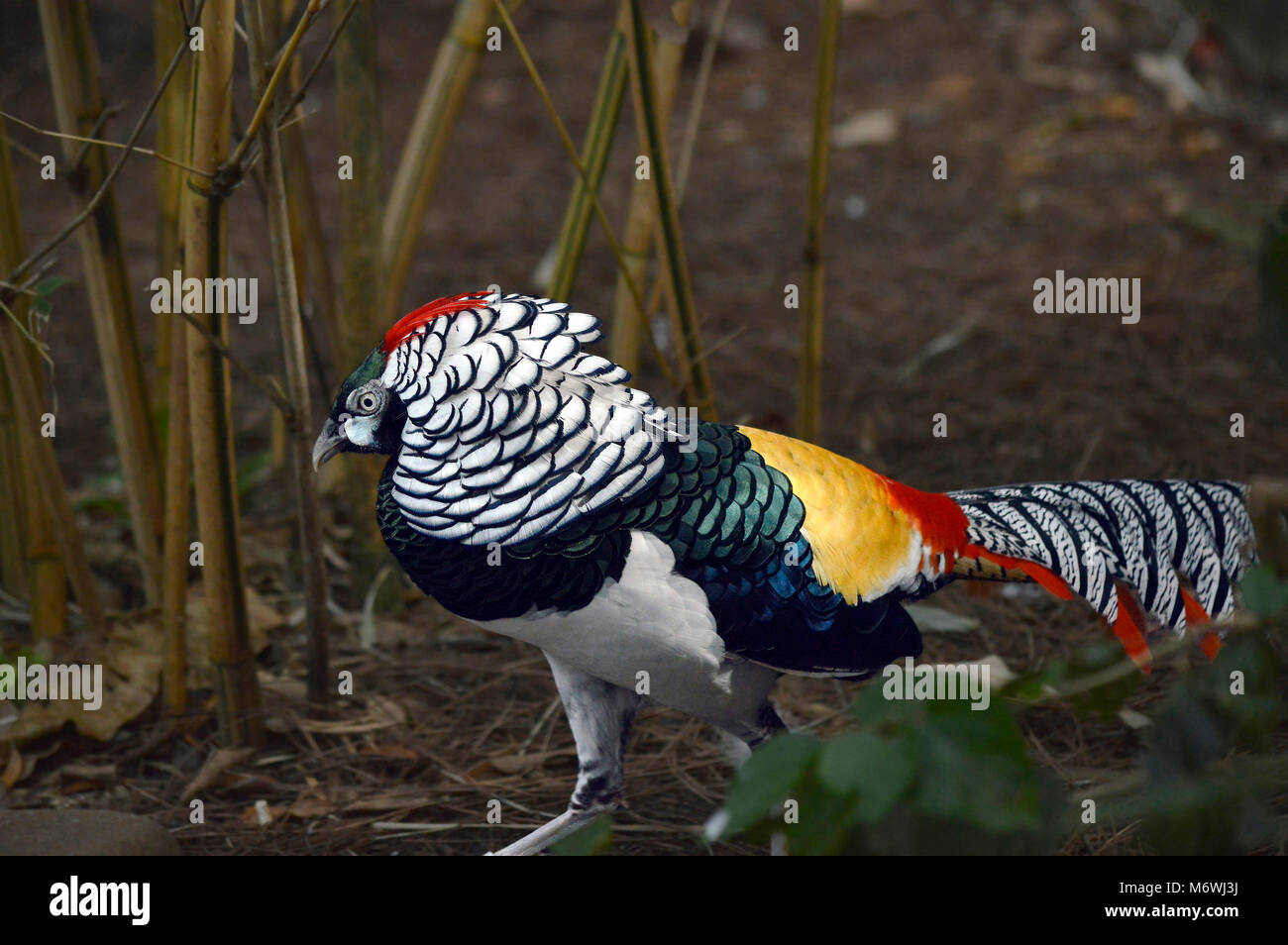 Faisan de lady amherst Banque de photographies et d’images à haute ...