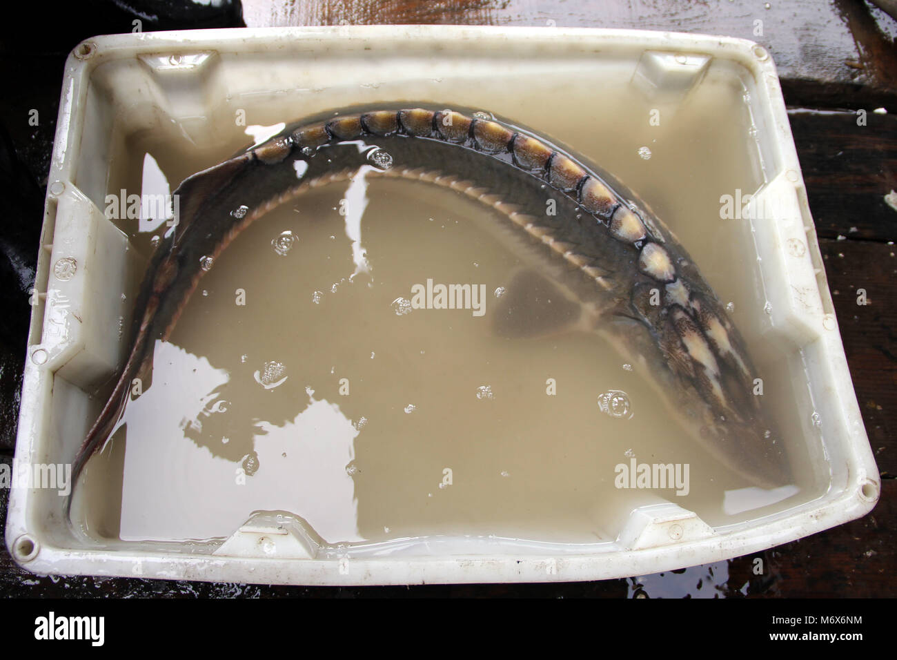 Acipenser sinensis Banque de photographies et d’images à haute ...