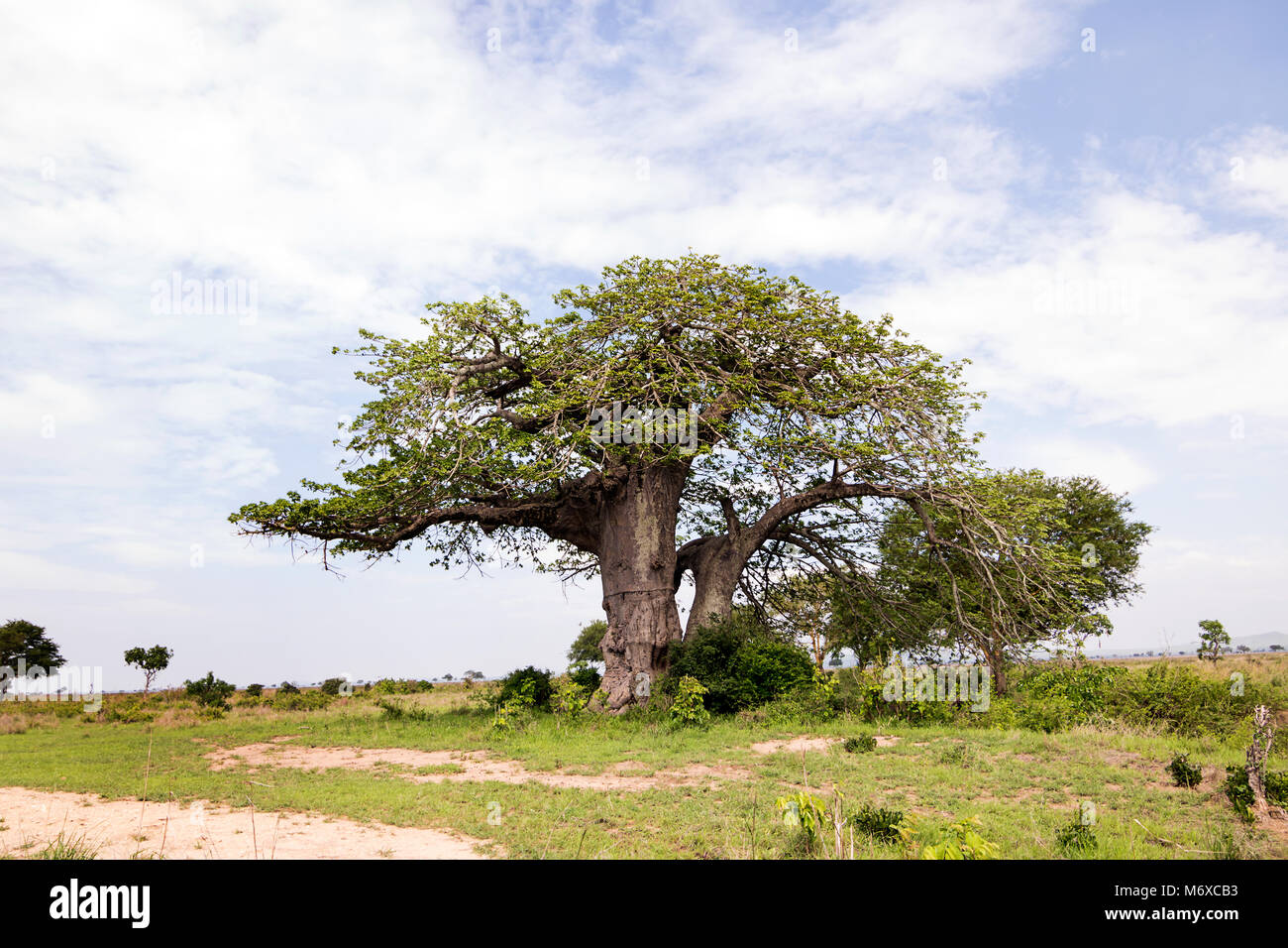 Baobab dans la savane verte Banque de photographies et d’images à haute ...
