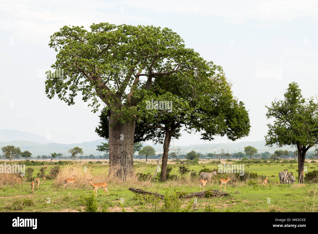 Baobab dans la savane verte Banque de photographies et d’images à haute ...