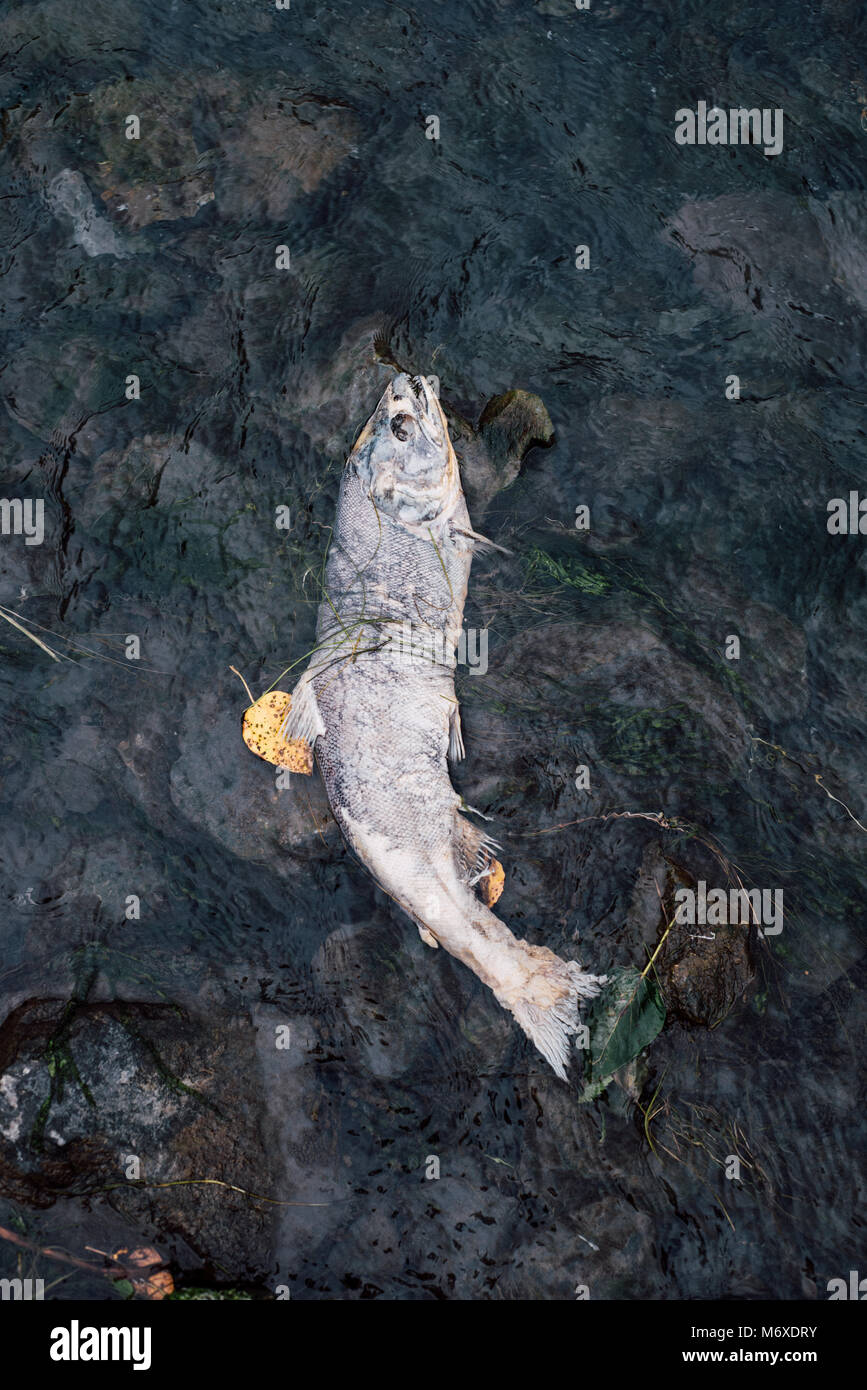 Signe de poisson mort Banque de photographies et d’images à haute ...