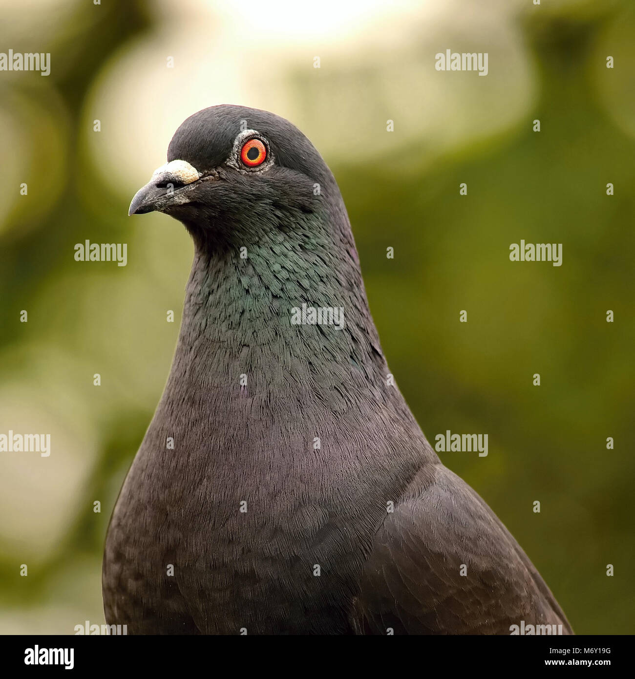 Pigeon looking Banque de photographies et d’images à haute résolution ...