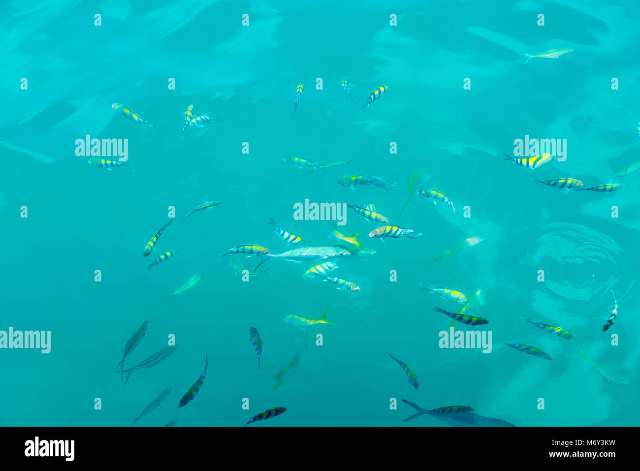 Il y a trop de poissons en mer Banque de photographies et d’images à ...