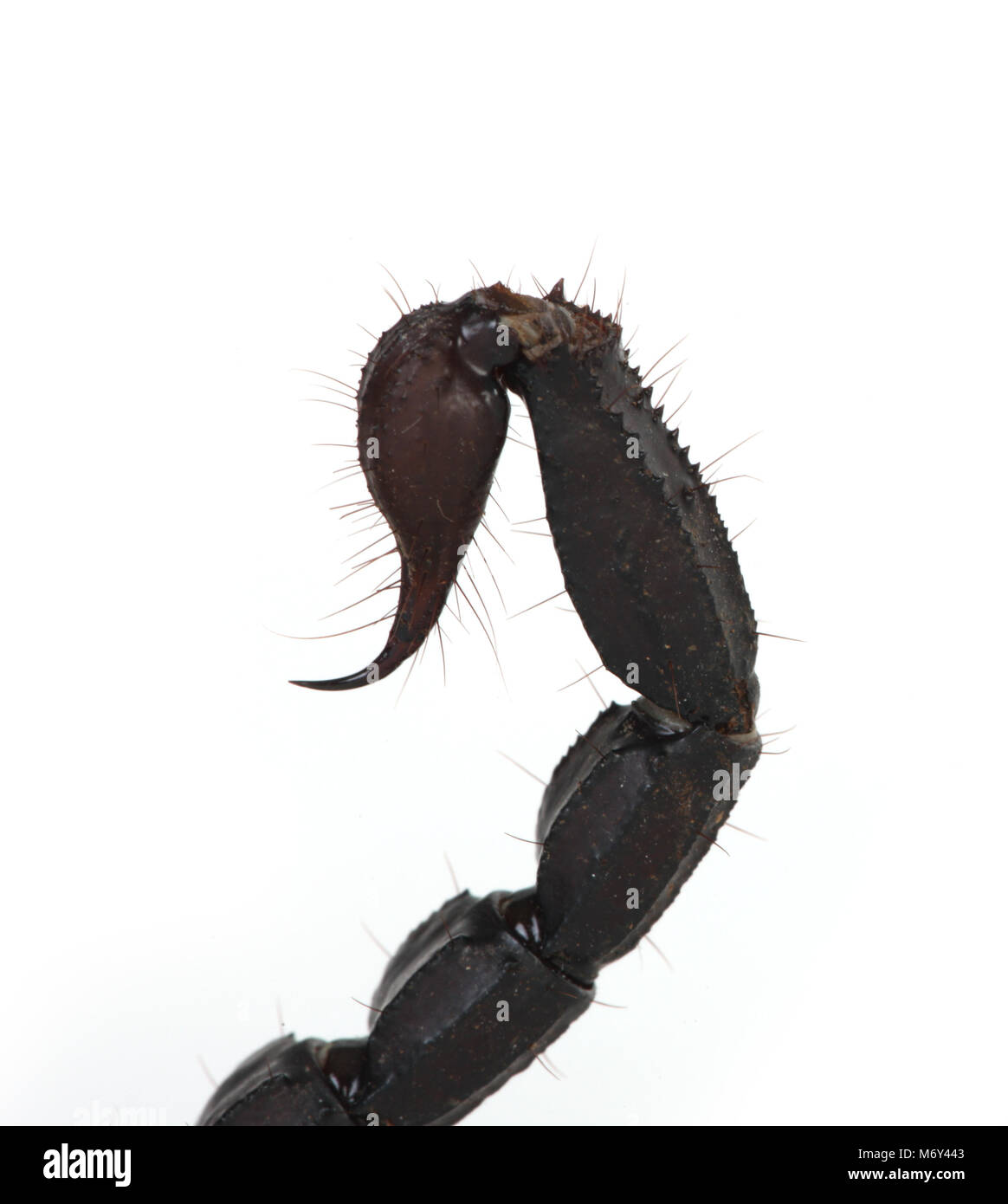 Queue de scorpion Banque de photographies et d’images à haute ...