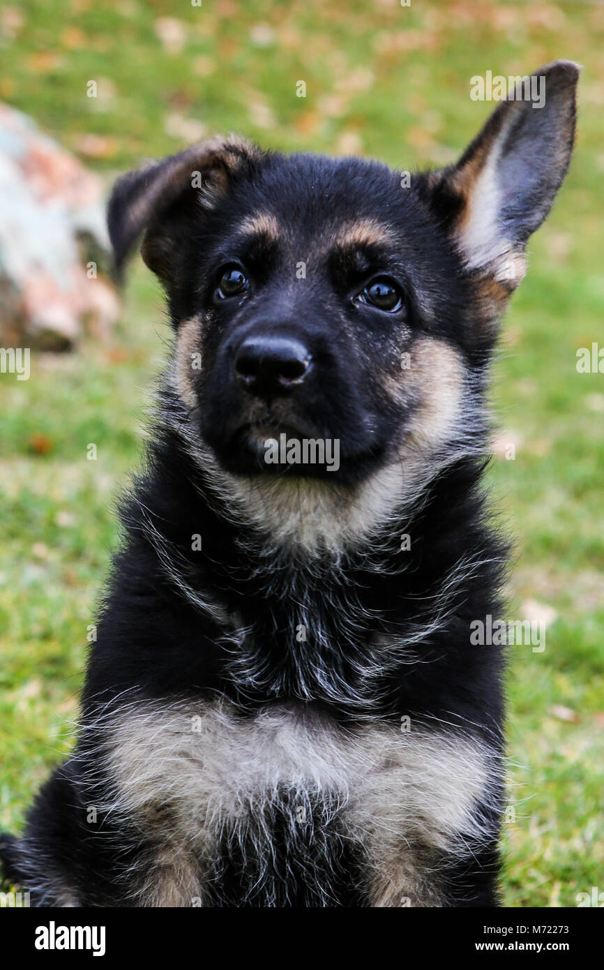 Chiot de berger allemand noir Banque de photographies et d’images à ...
