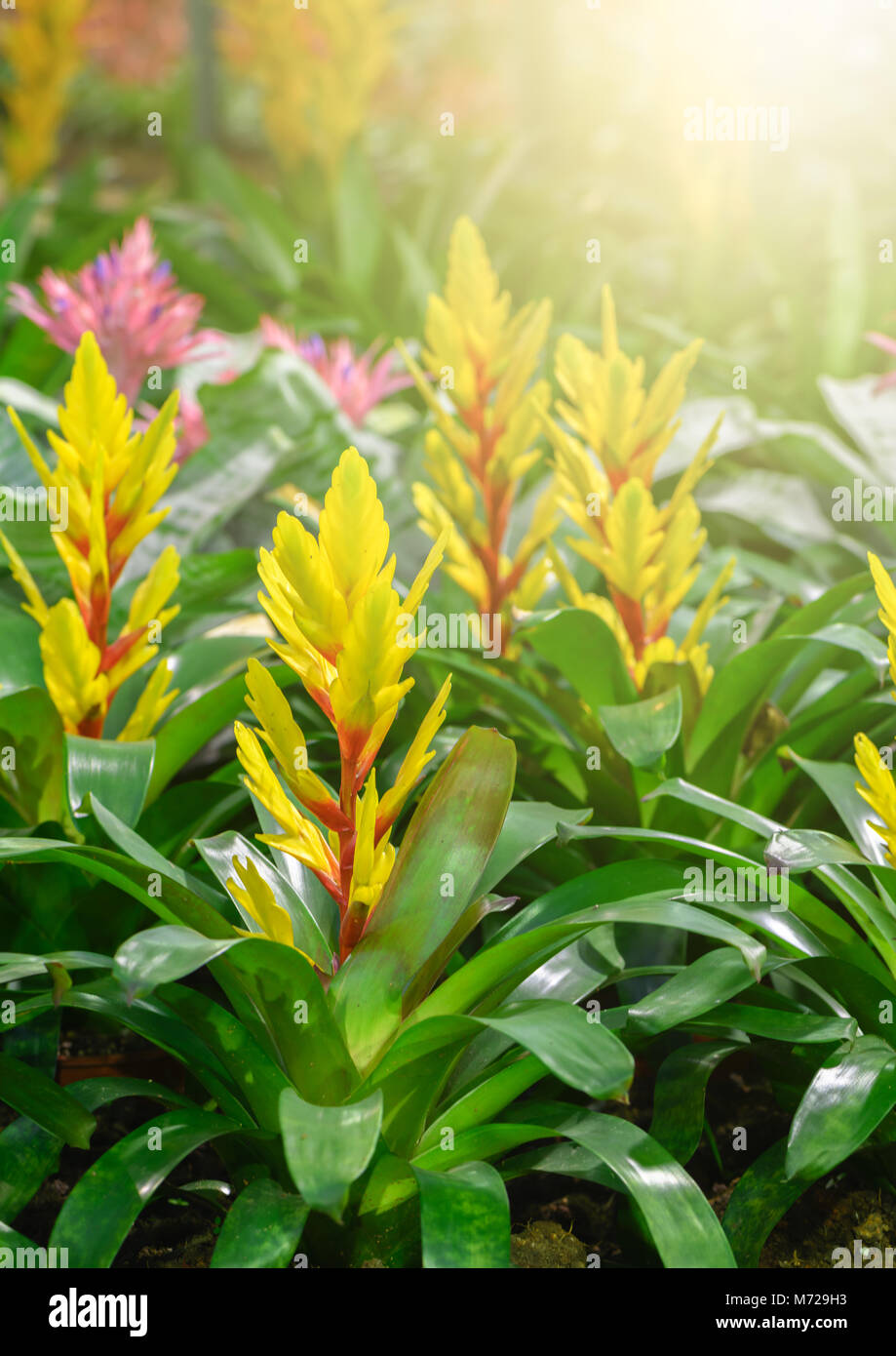 Belle fleur bromelia jaune sur le jardin en fleur, BROMELIACEAE nuit ...