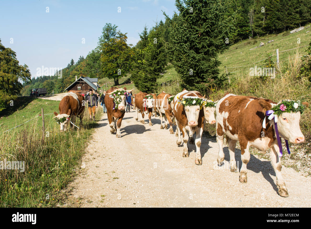 Alpine cattle drive Banque de photographies et d’images à haute ...