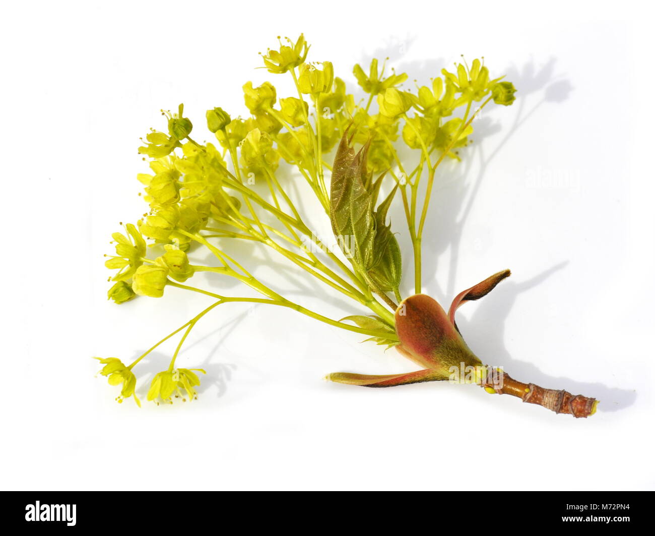Arbre à fleurs jaune Banque d'images détourées - Alamy