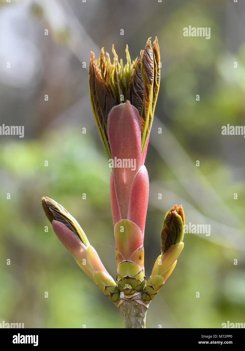 Boutons de printemps rouges d'érable rouge Banque de photographies et d ...