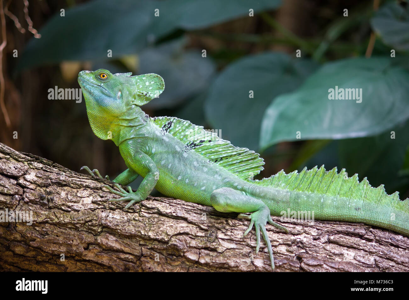 Lézard double queue Banque de photographies et d’images à haute ...