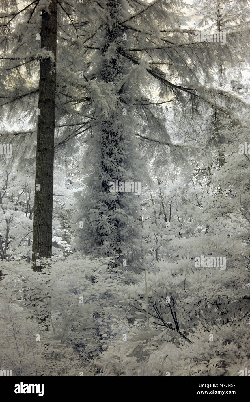 Paysage infrarouge plantes feuilles Banque de photographies et d’images ...
