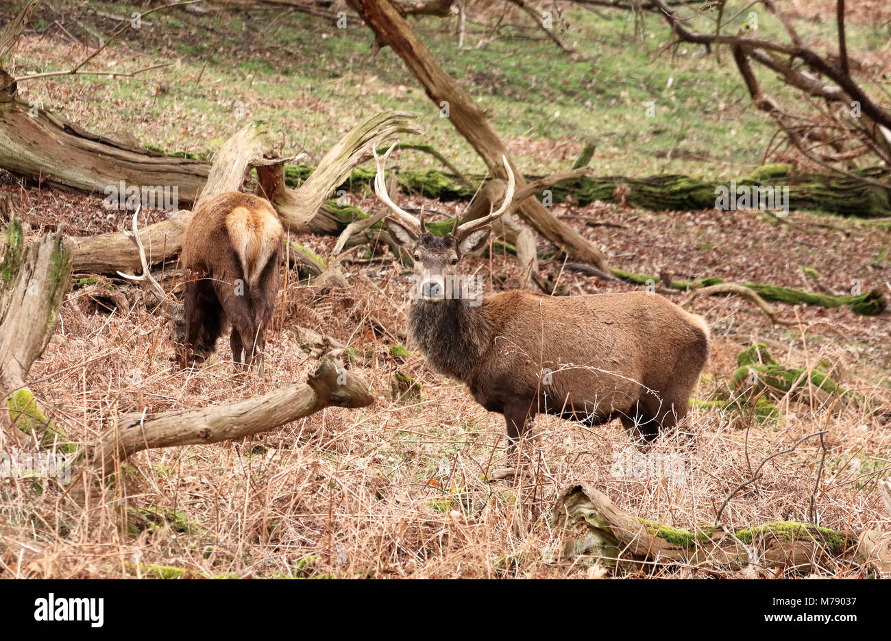 Cerf rouge traque Banque de photographies et d’images à haute ...