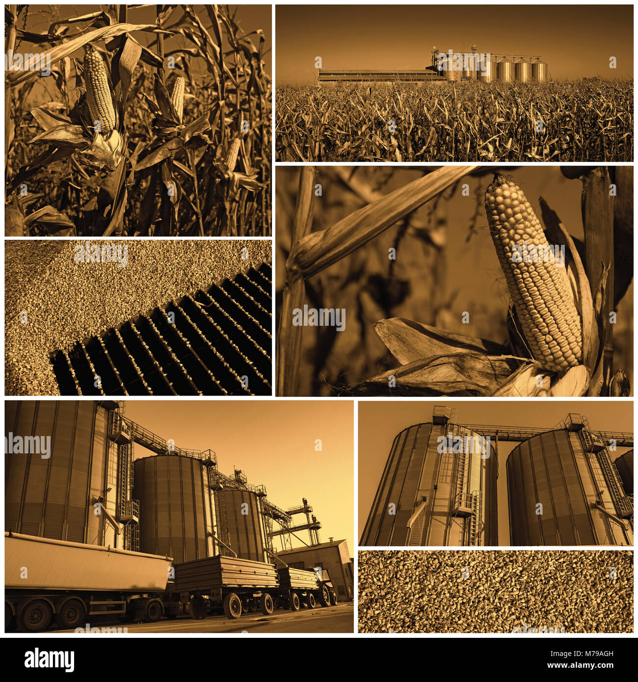 Collage de photographies montrant le maïs mûr des épis de maïs dans les ...