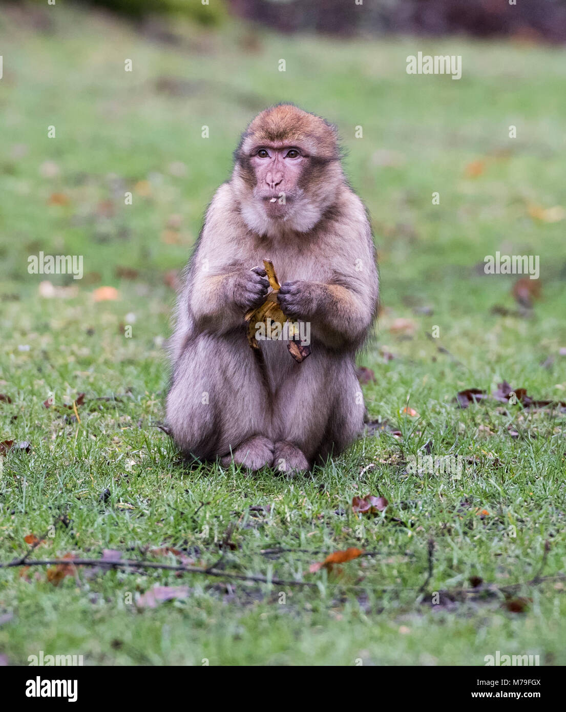 Reproduction de macaques Banque de photographies et d’images à haute ...