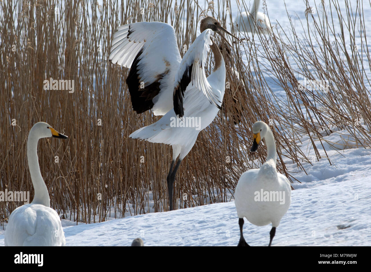 La grue, grue à couronne rouge (Grus japonensis) Young, Japon Photo ...