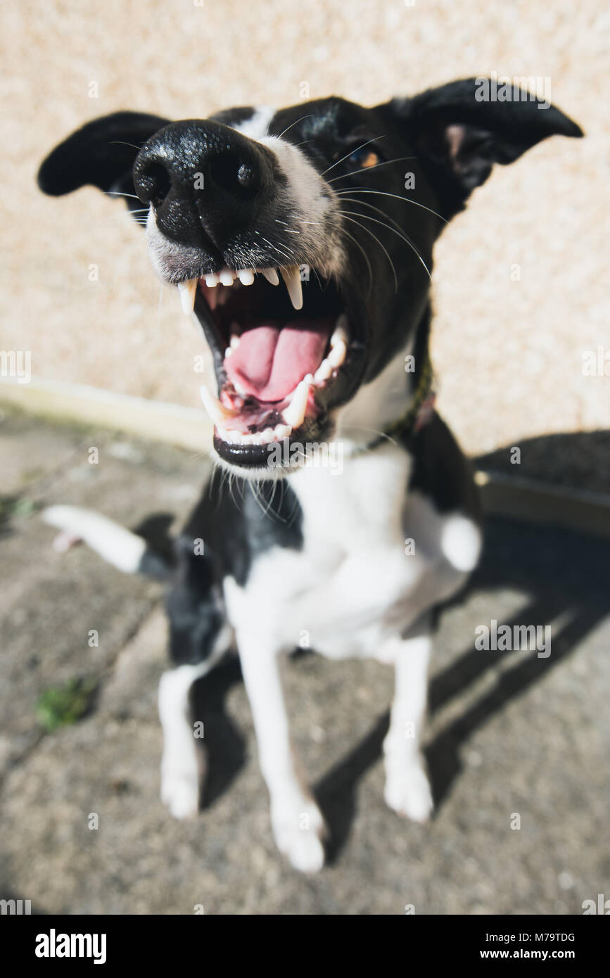Humour canin Banque de photographies et d’images à haute résolution - Alamy