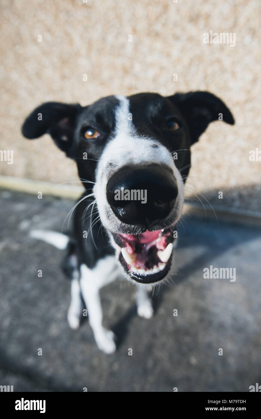 Humour canin Banque de photographies et d’images à haute résolution - Alamy