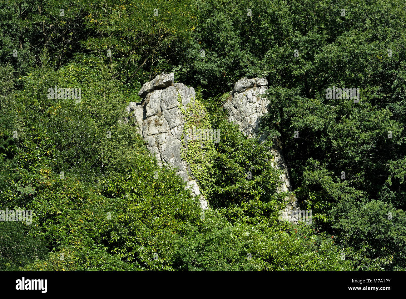 Vieux moine capucin Banque de photographies et d’images à haute ...