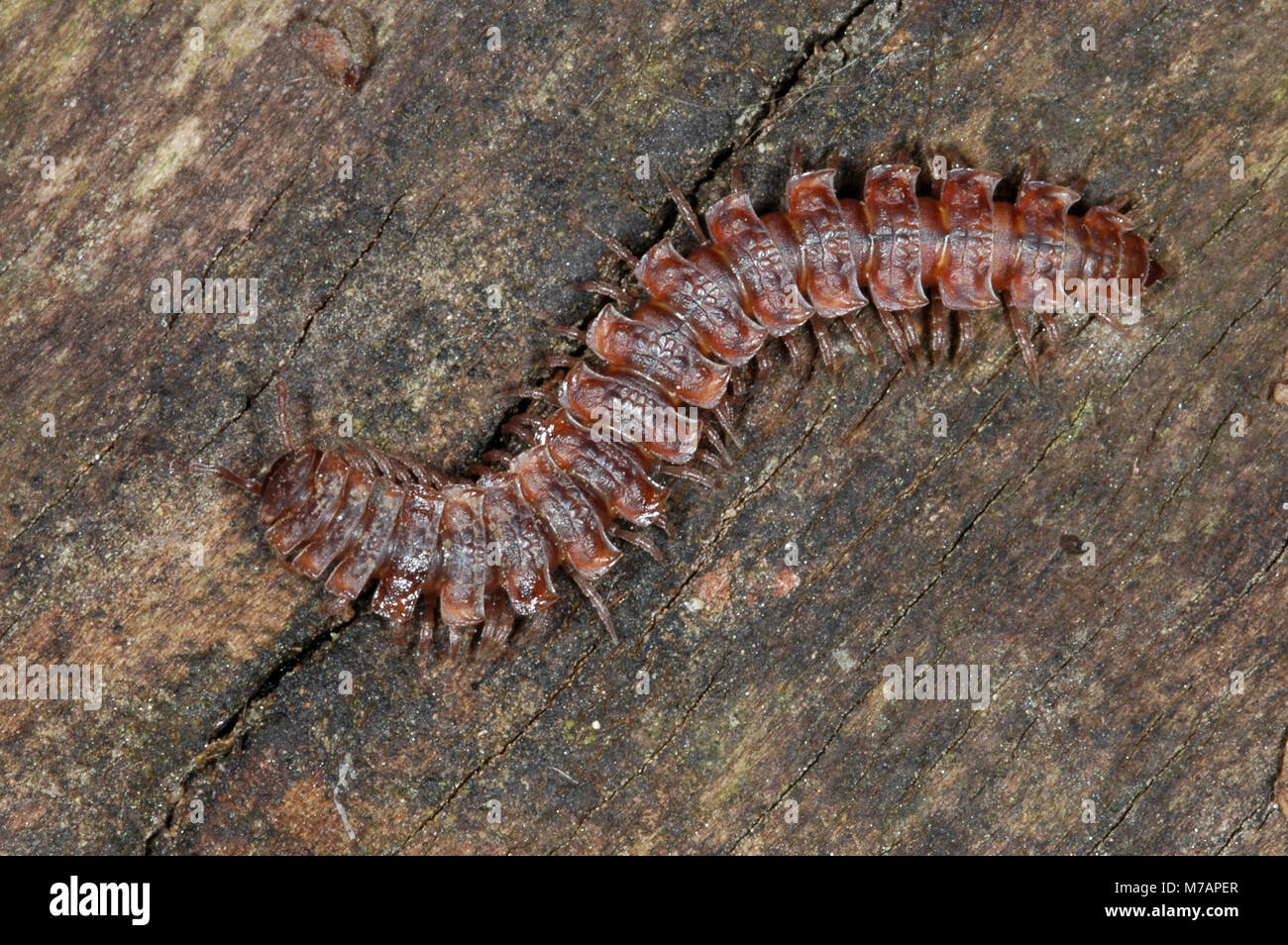 Polydesmus complanatus Banque de photographies et d’images à haute ...