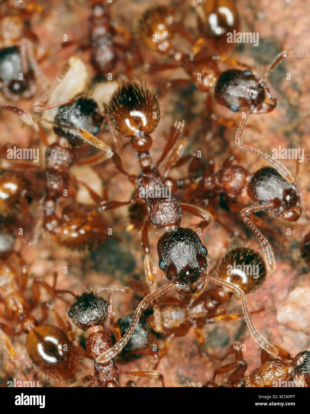 Fourmi de feu Banque de photographies et d’images à haute résolution ...