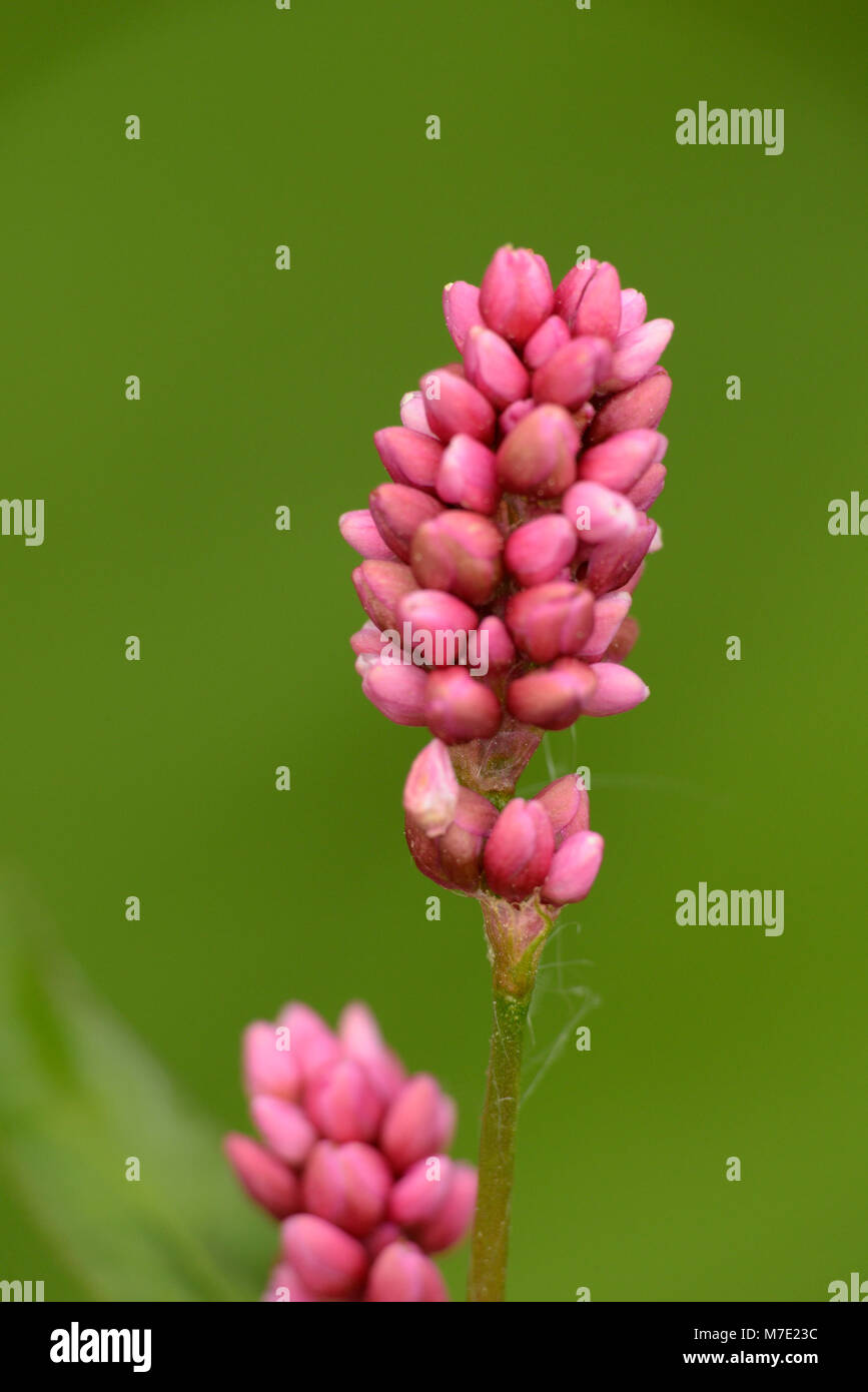 Jesus plant Banque de photographies et d’images à haute résolution - Alamy