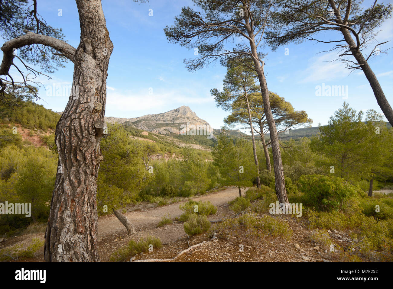 Mont Sainte Victoire et le chemin ou sentier à travers la forêt ...