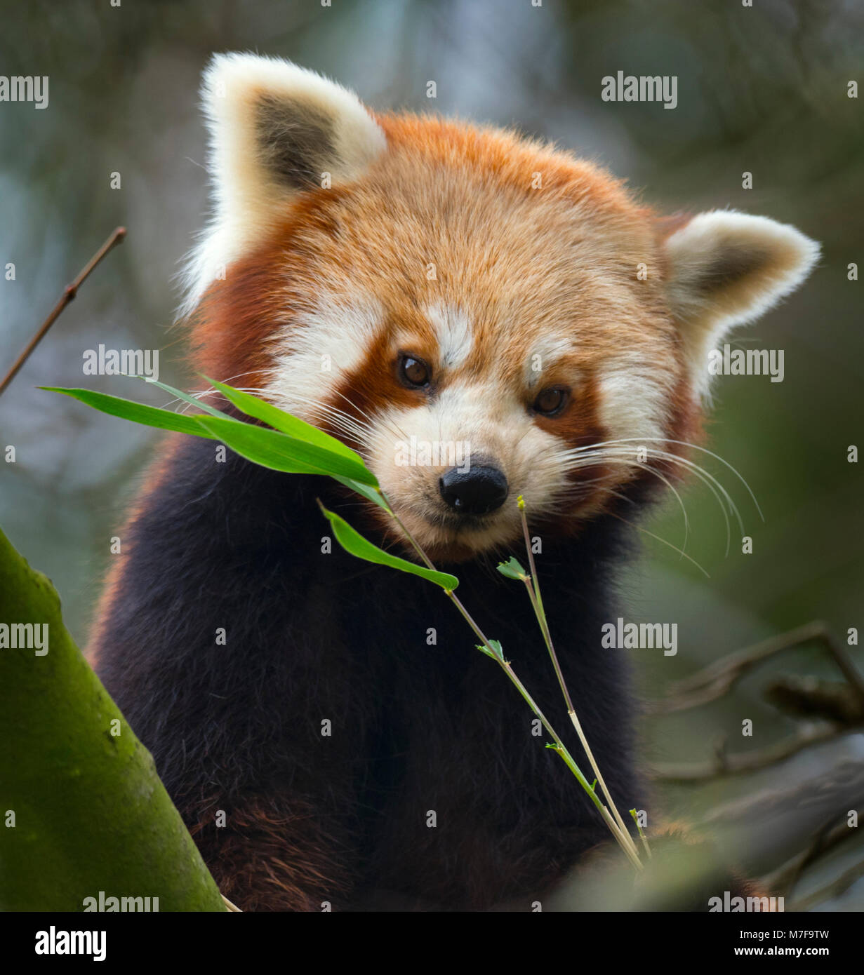 Ours Brun De L'himalaya Banque d'image et photos - Alamy