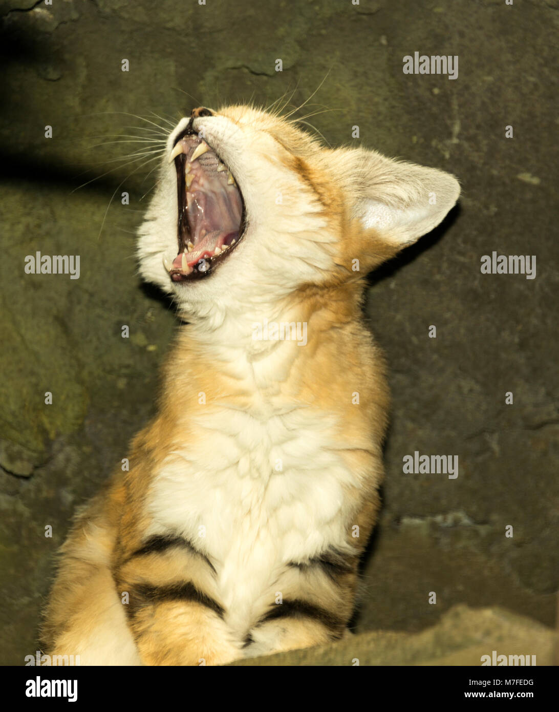 Chat de sable felis margarita Banque de photographies et d’images à ...